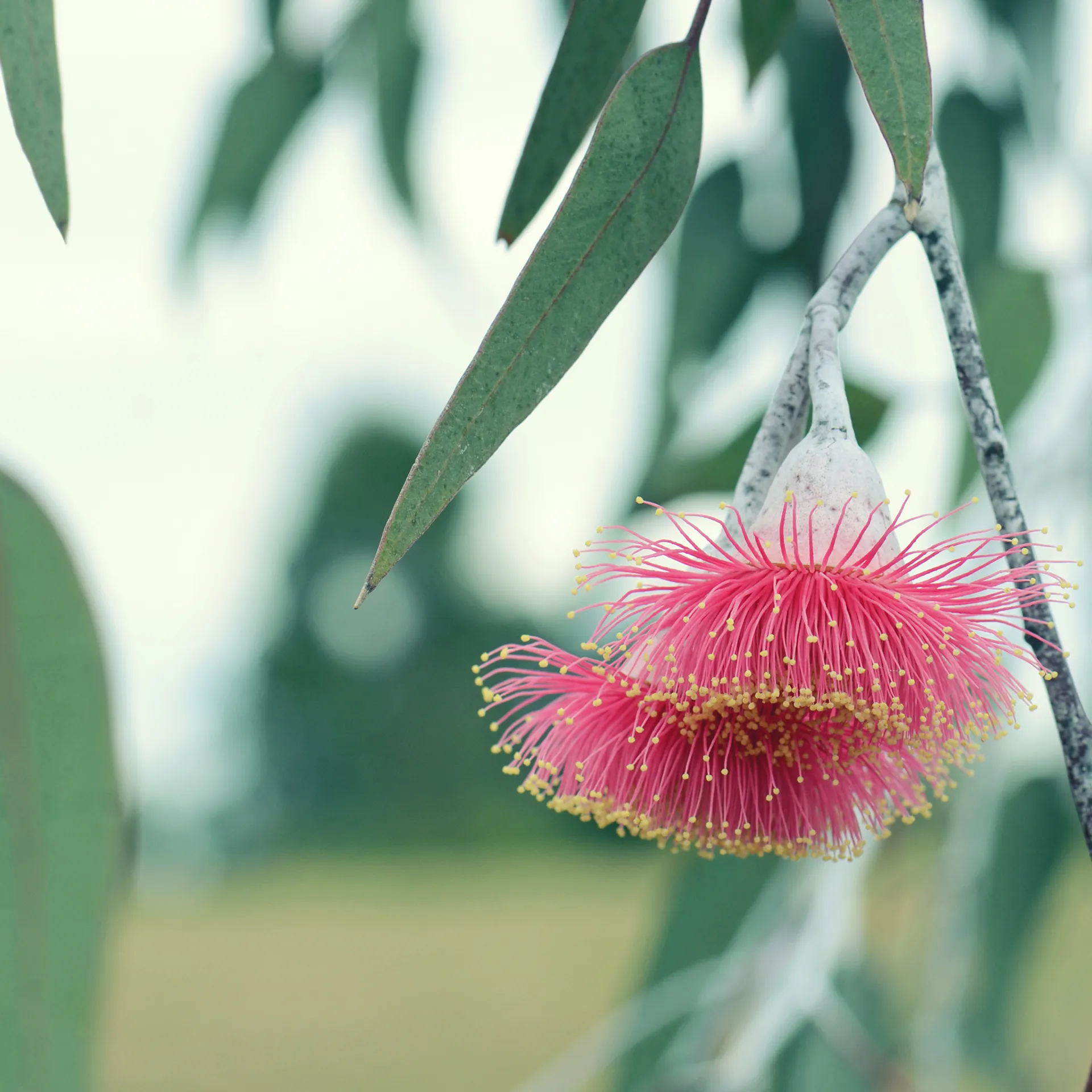 Memorial donations - Lung Foundation Australia
